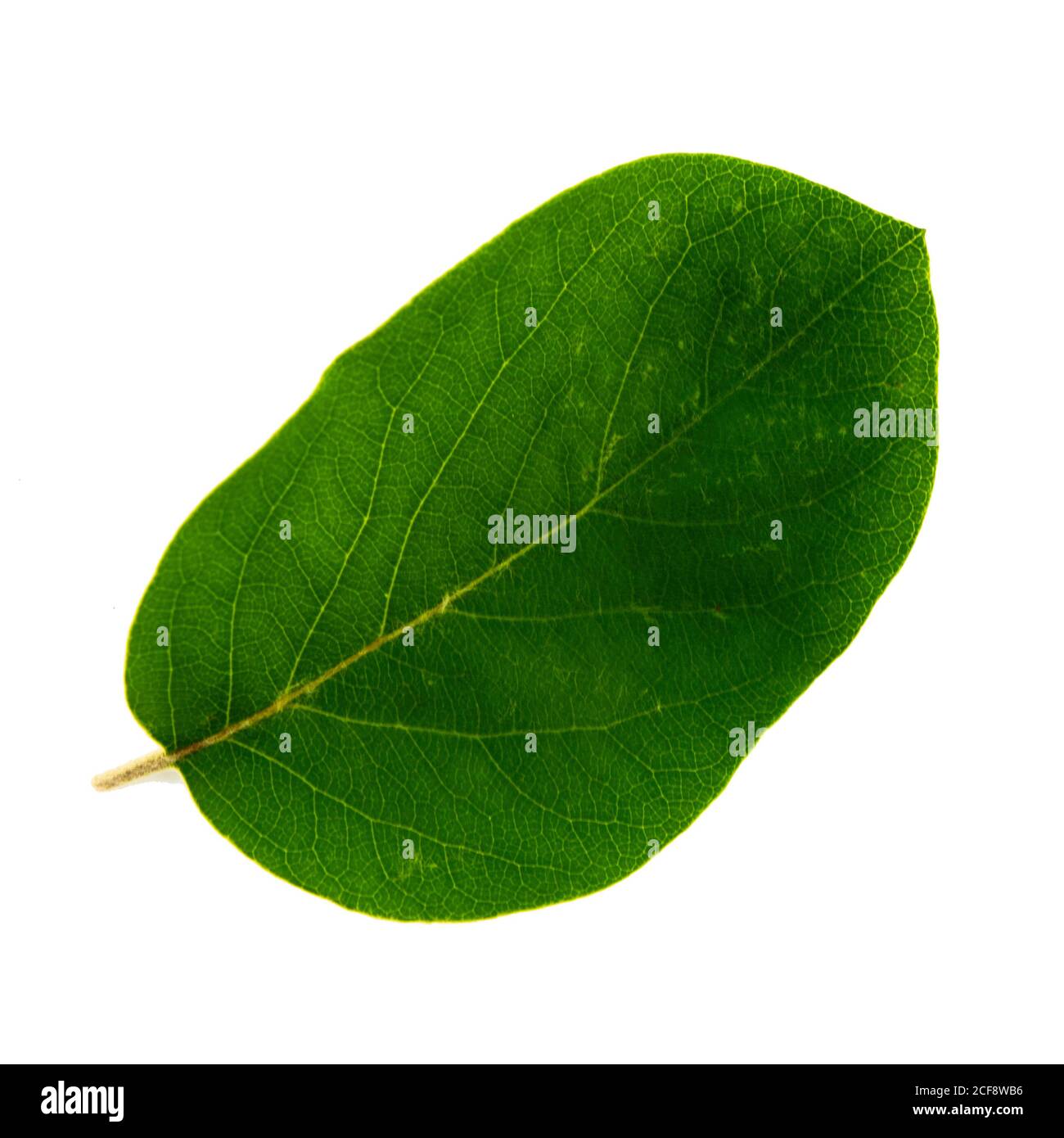 Quince leaf hi-res stock photography and images - Alamy