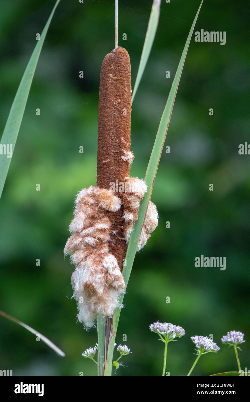 A cattail in a marsh starting to spread its fluff around Stock Photo ...
