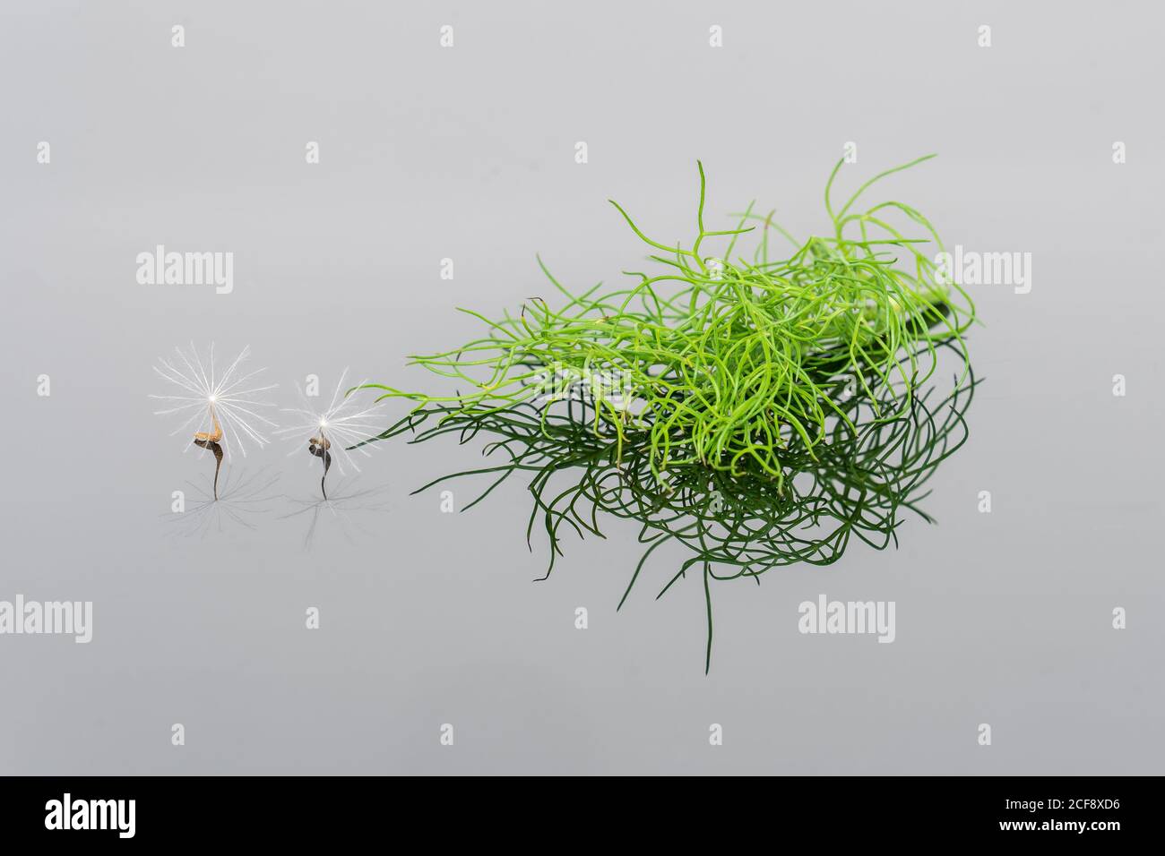 Herb pappus plants hi-res stock photography and images - Alamy