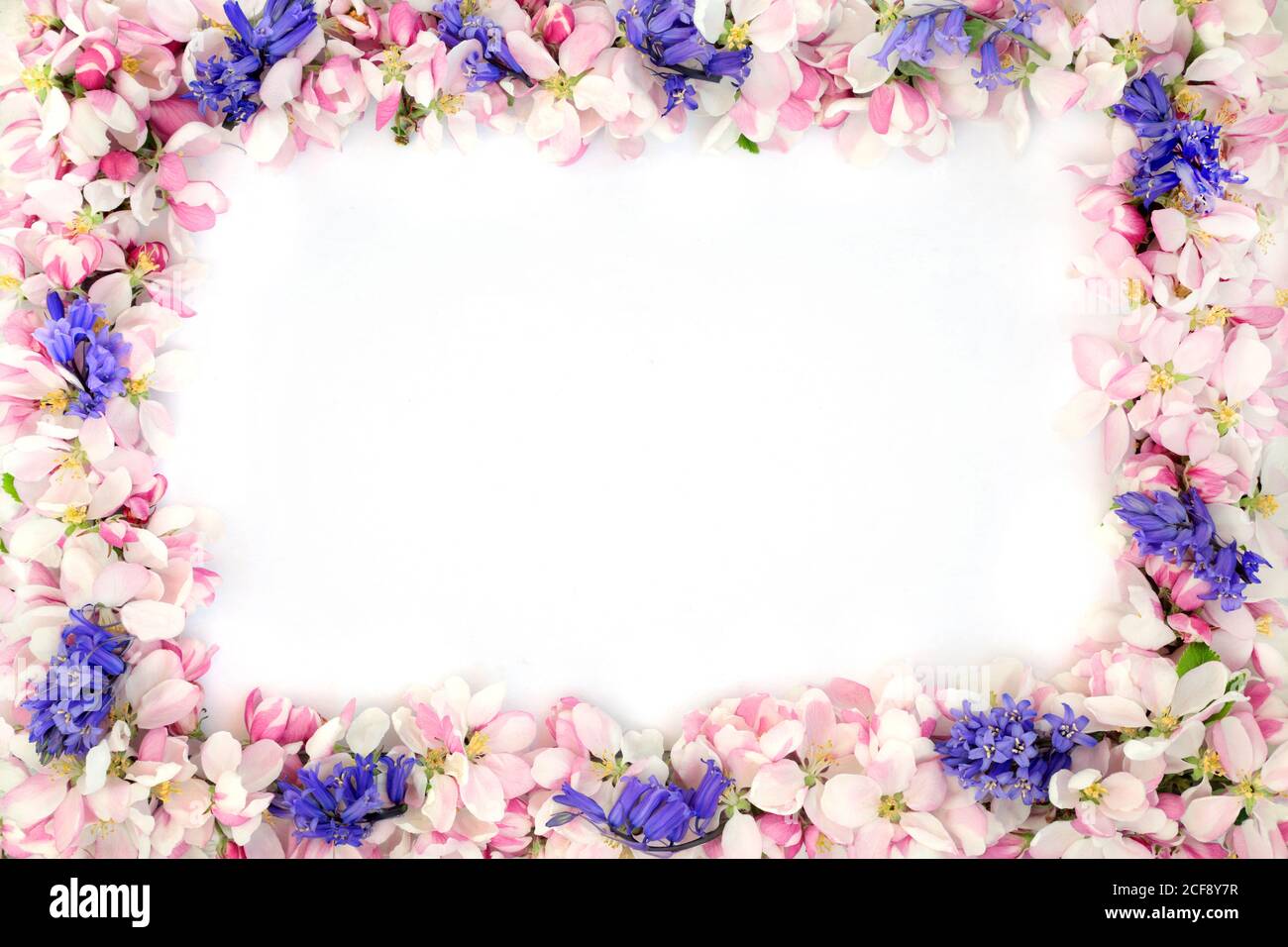 Bluebell and apple blossom flower border on white background with copy ...