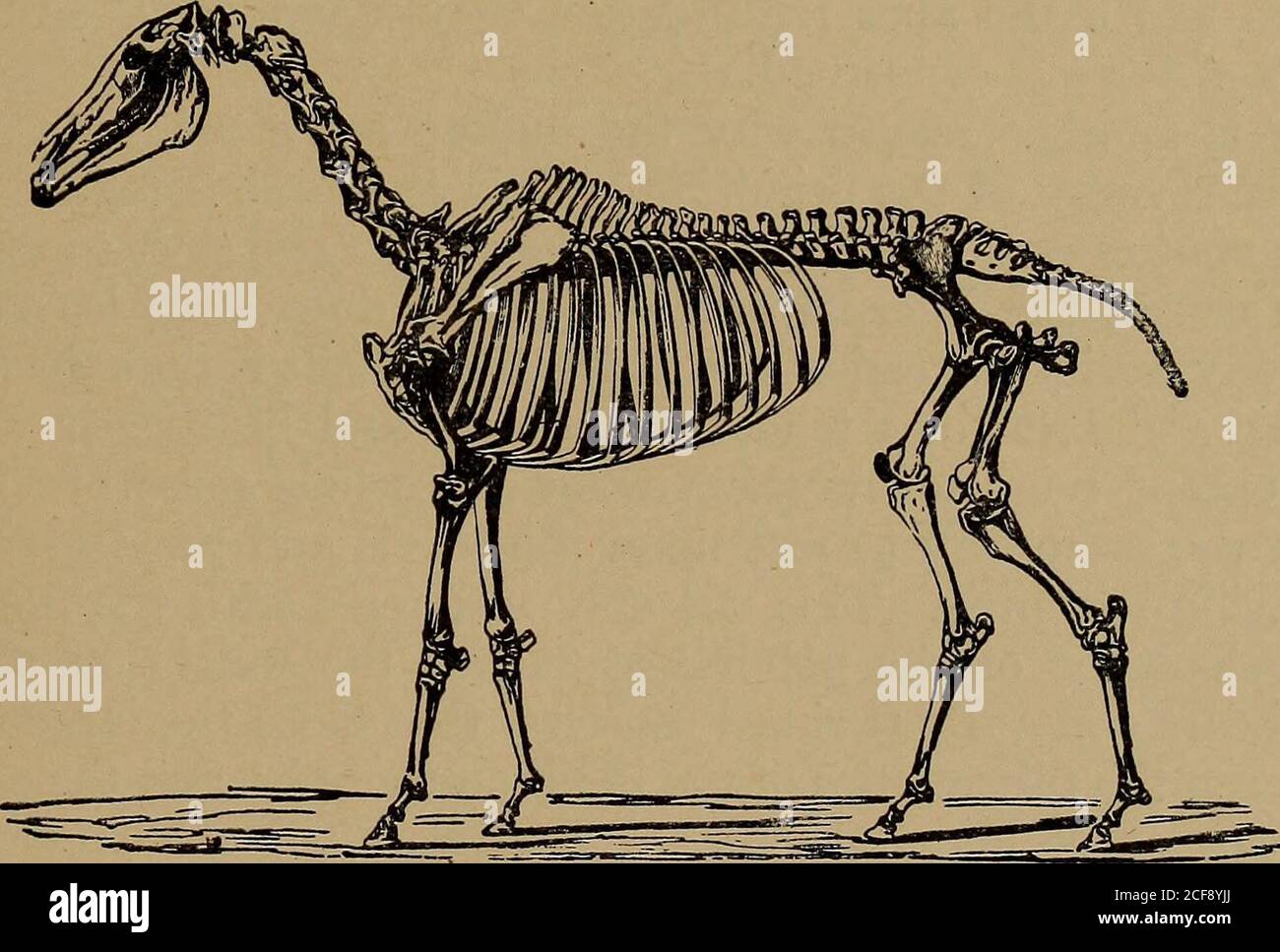 . Applied anatomy and kinesiology. t any tendency to displacement by ...