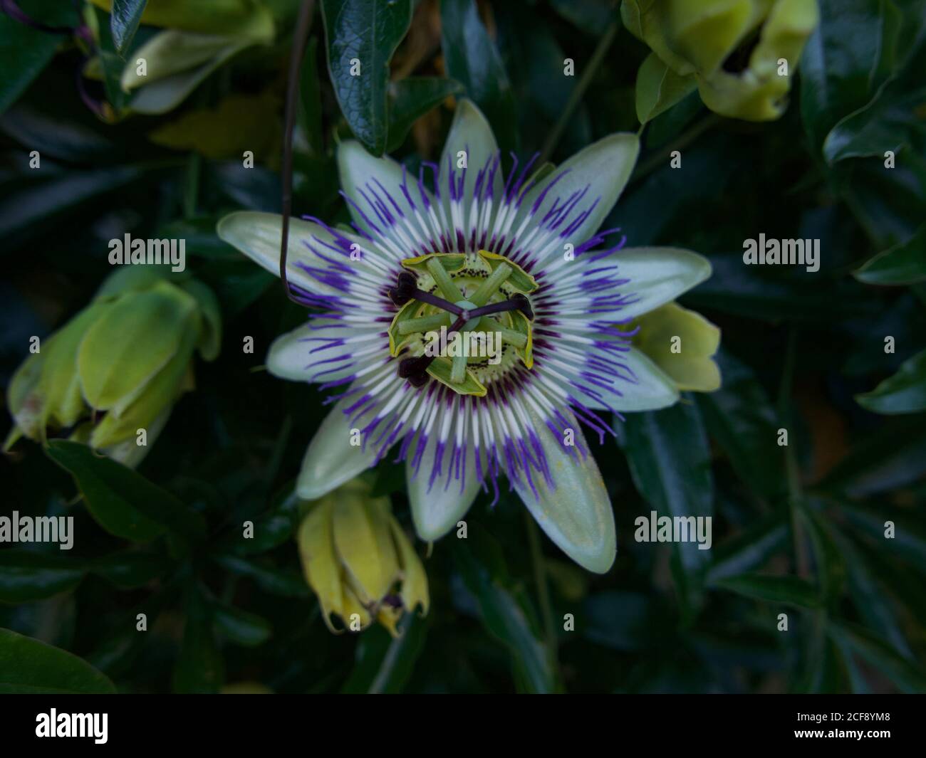 Single passion flower bloom showing detail against green foliage ...