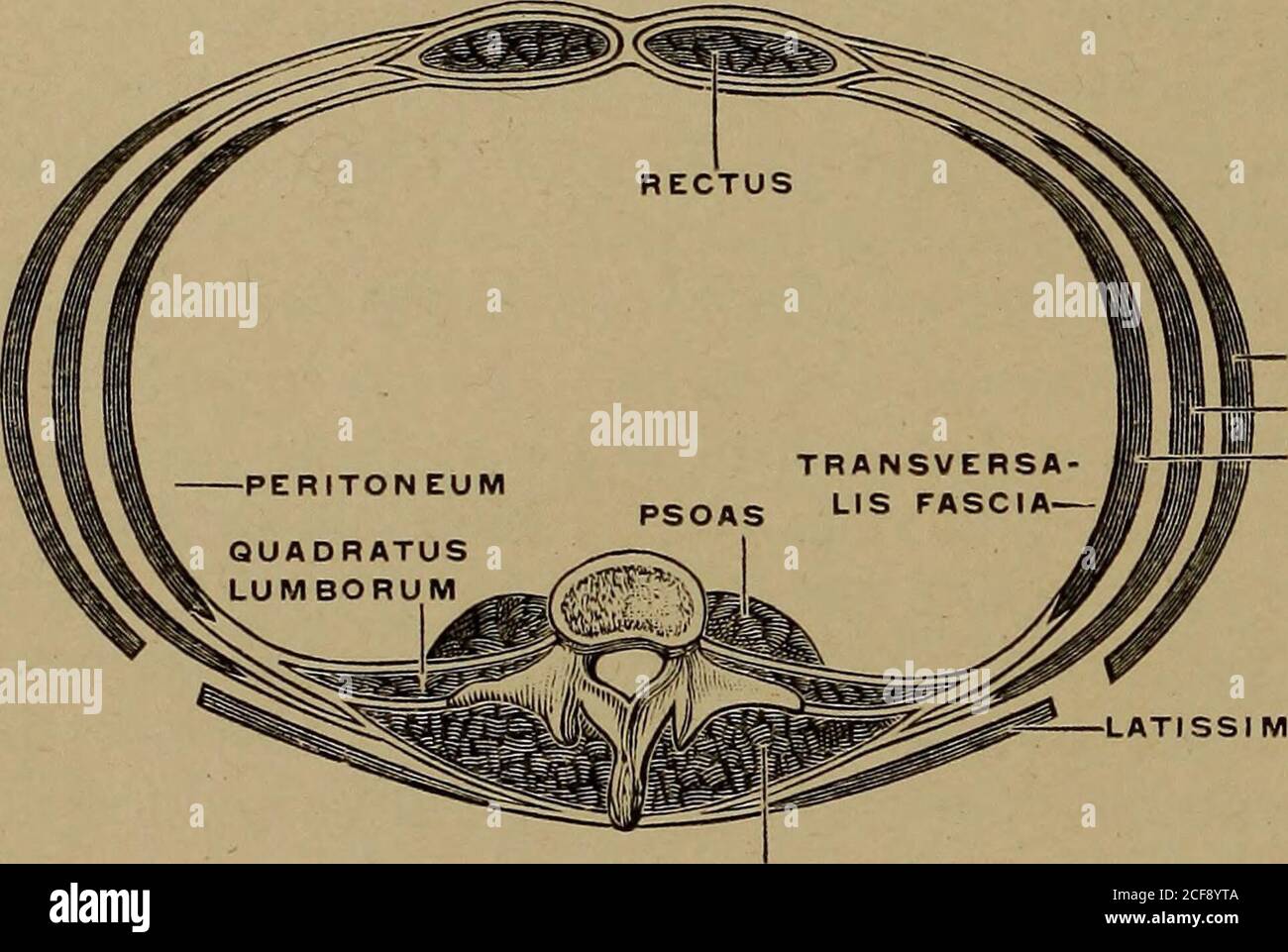 . Applied anatomy and kinesiology. hen the limbs arein the position in ...