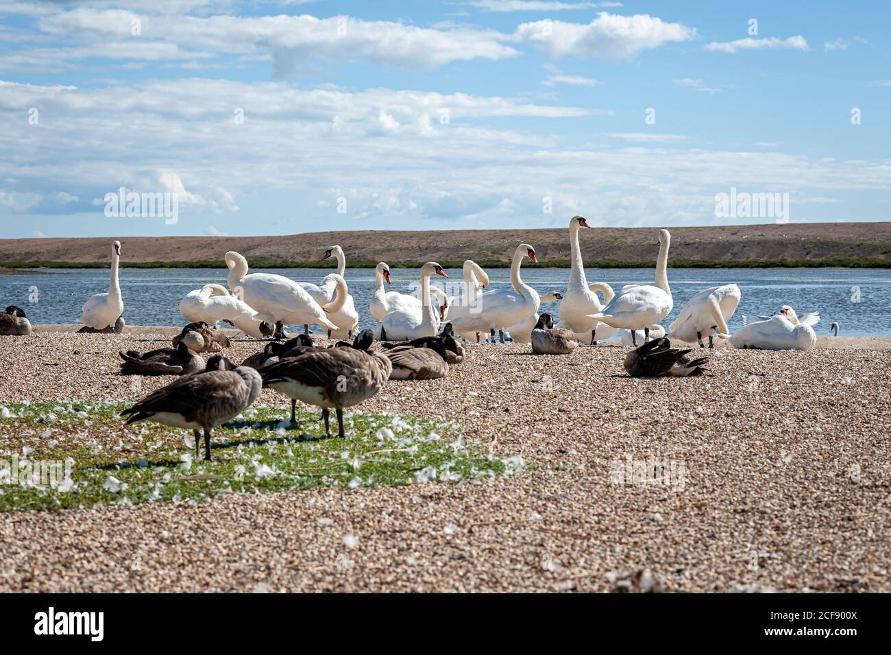 Huge gathering of wild birds hi-res stock photography and images - Alamy