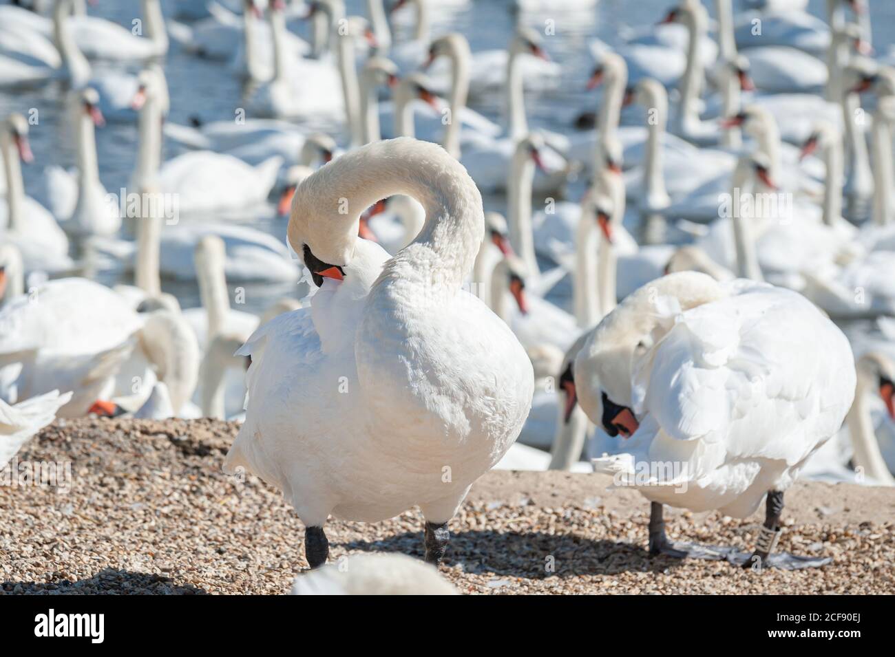 Large gathering hi-res stock photography and images - Alamy