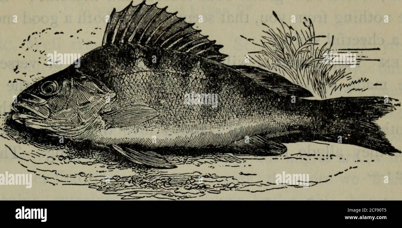 Angler Fish Bite