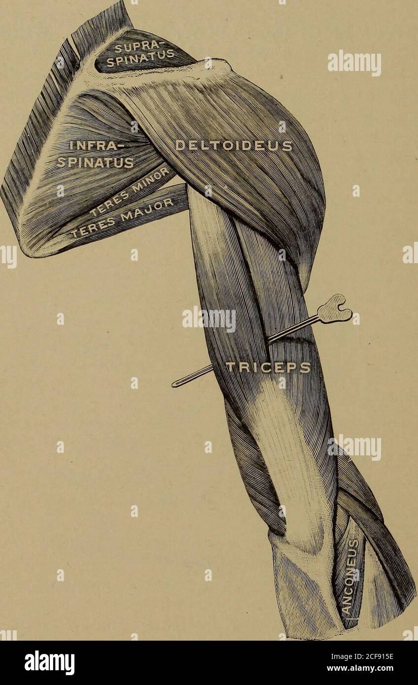 . Applied anatomy and kinesiology. Fig, 64.—The elbow-joint, outer side ...