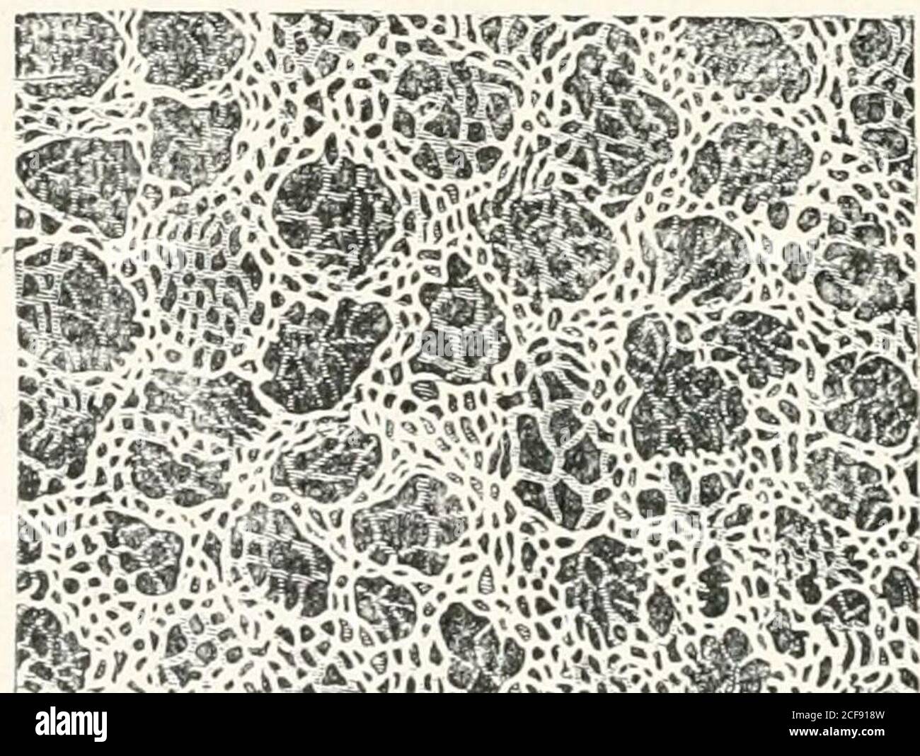 . The microscope and its revelations. FIG. 801.—Interior structure of ...