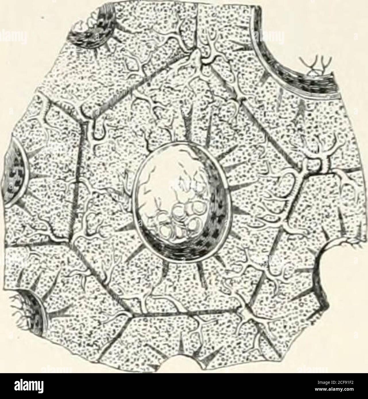 . The microscope and its revelations. FIG. 801.—Interior structure of ...