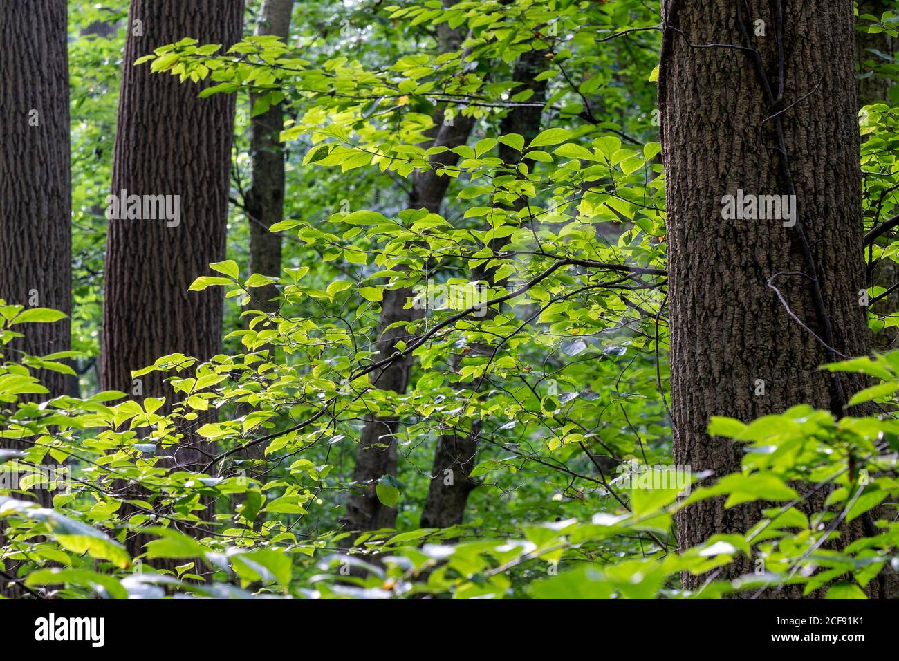 Looking through the leaves and the branches of a tree in the summer ...