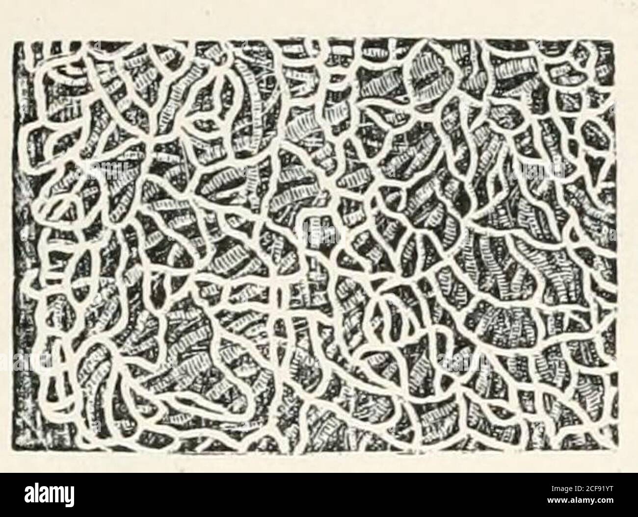 Toe loops hi-res stock photography and images - Alamy