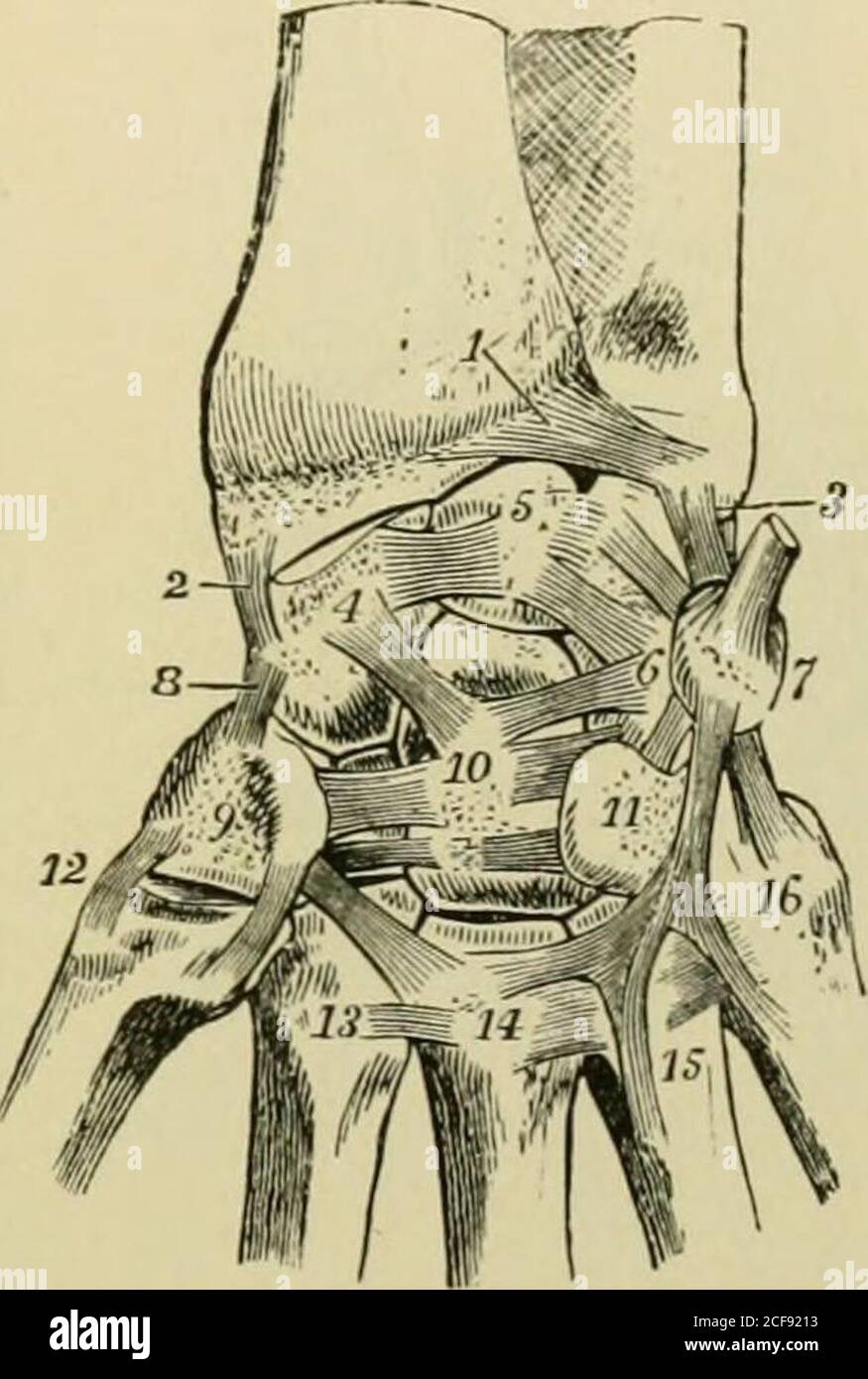 . Quain's Elements of anatomy. Fig. 200, A.—Dorsal view of the ...