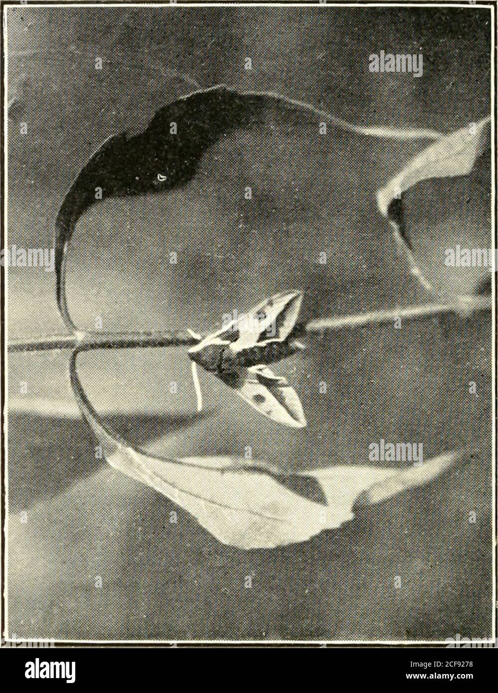 . The book of photography; practical, theoretical and applied Stock ...