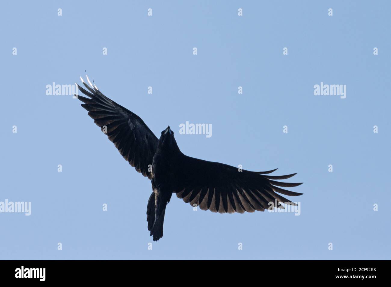 Raven flying on white hi-res stock photography and images - Alamy