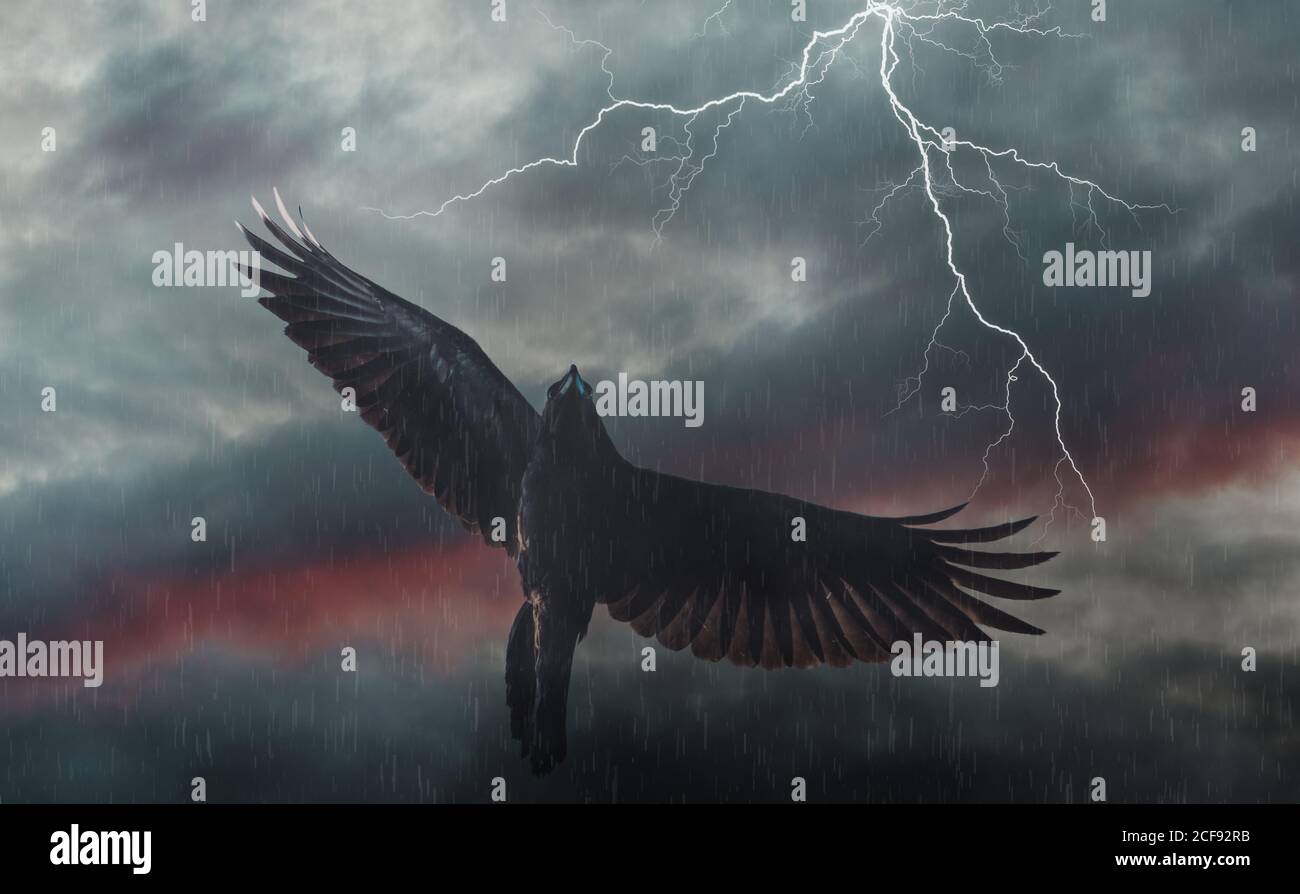 black raven spreading its wings flies into a storm against the ...