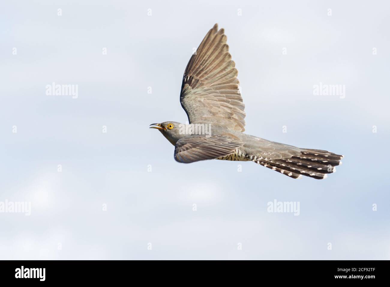 cuckoo spreads its wings flying across the sky Stock Photo - Alamy