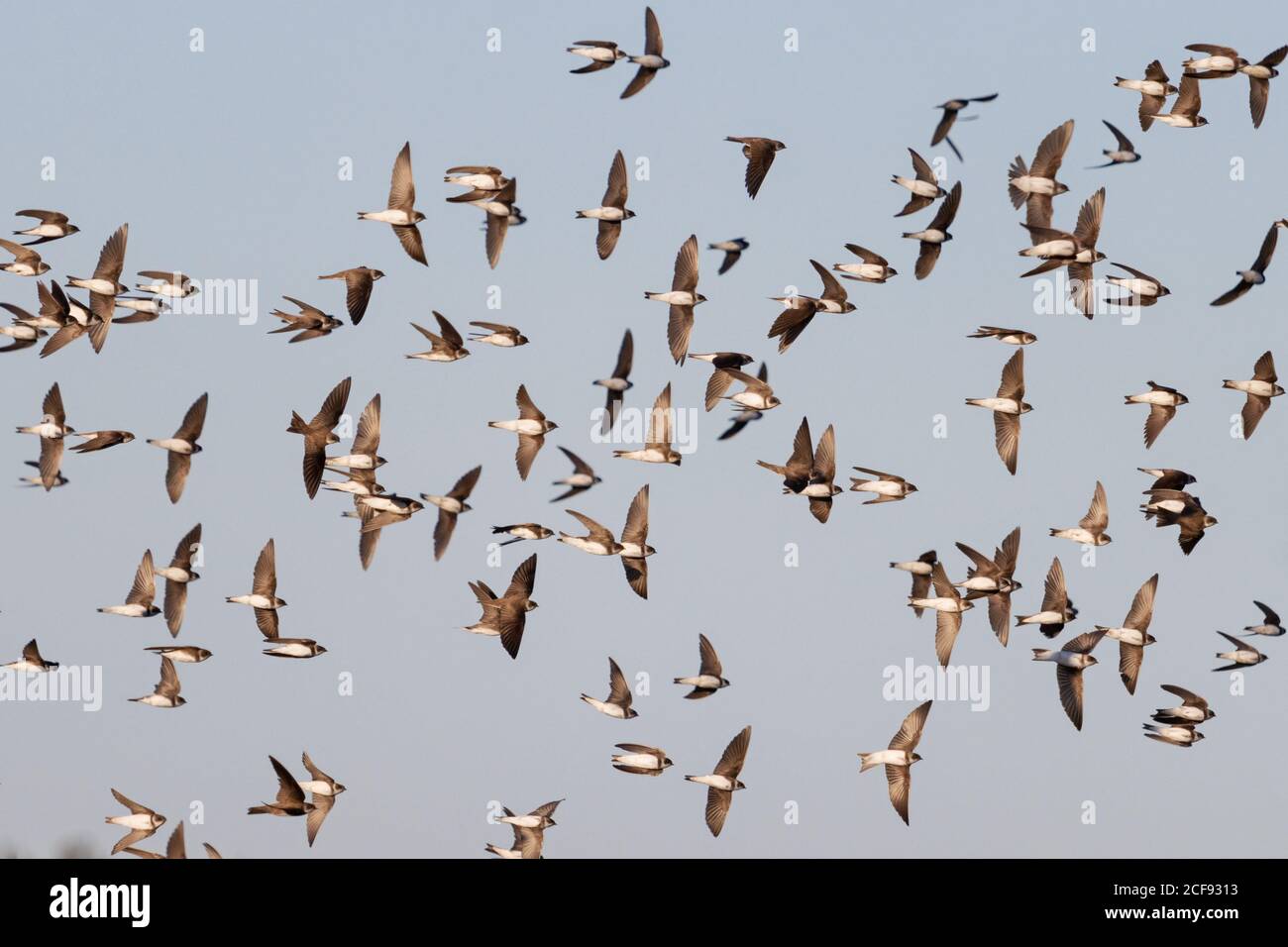 Birds fly across hi-res stock photography and images - Alamy
