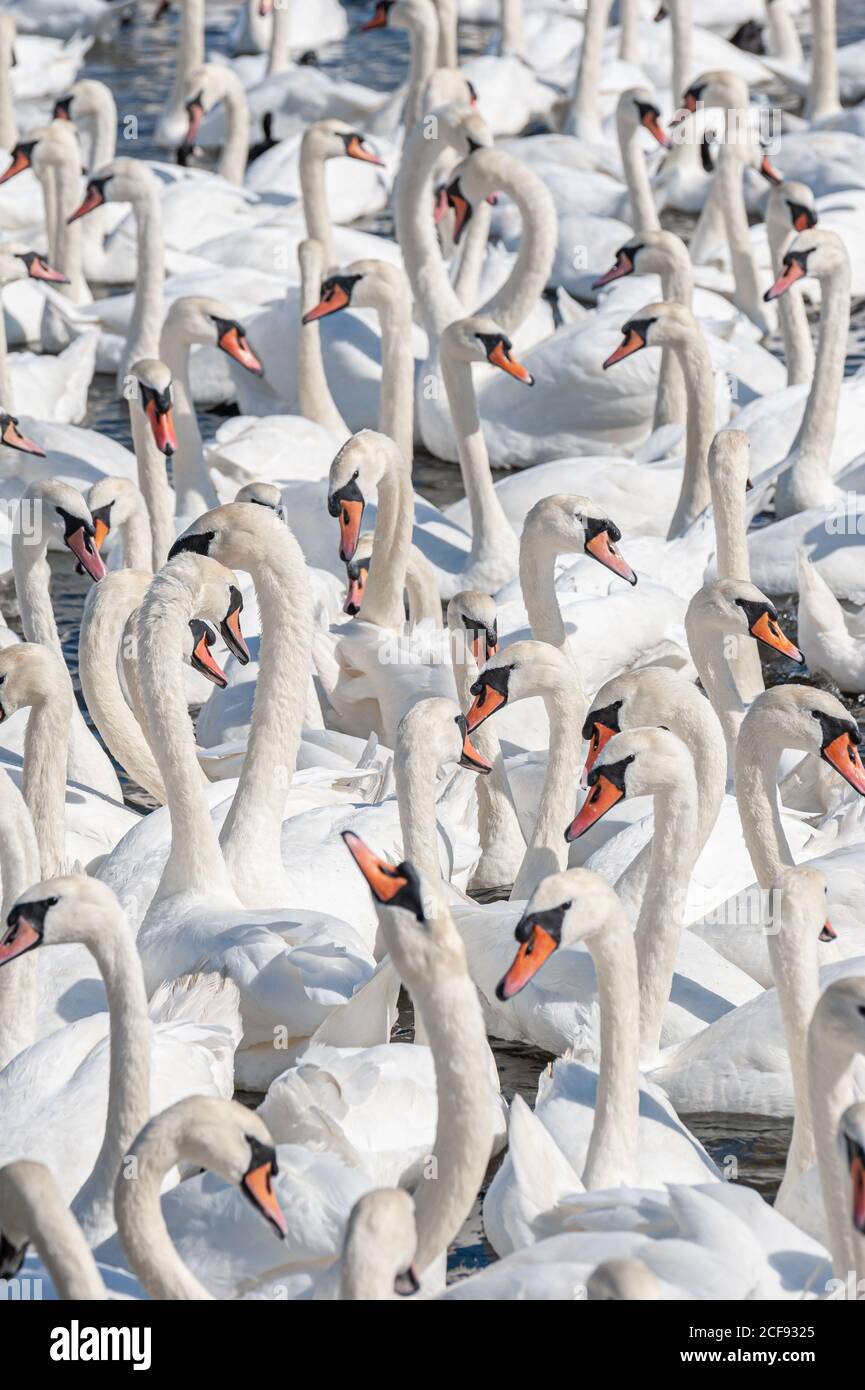 Huge gathering of wild birds hi-res stock photography and images - Alamy