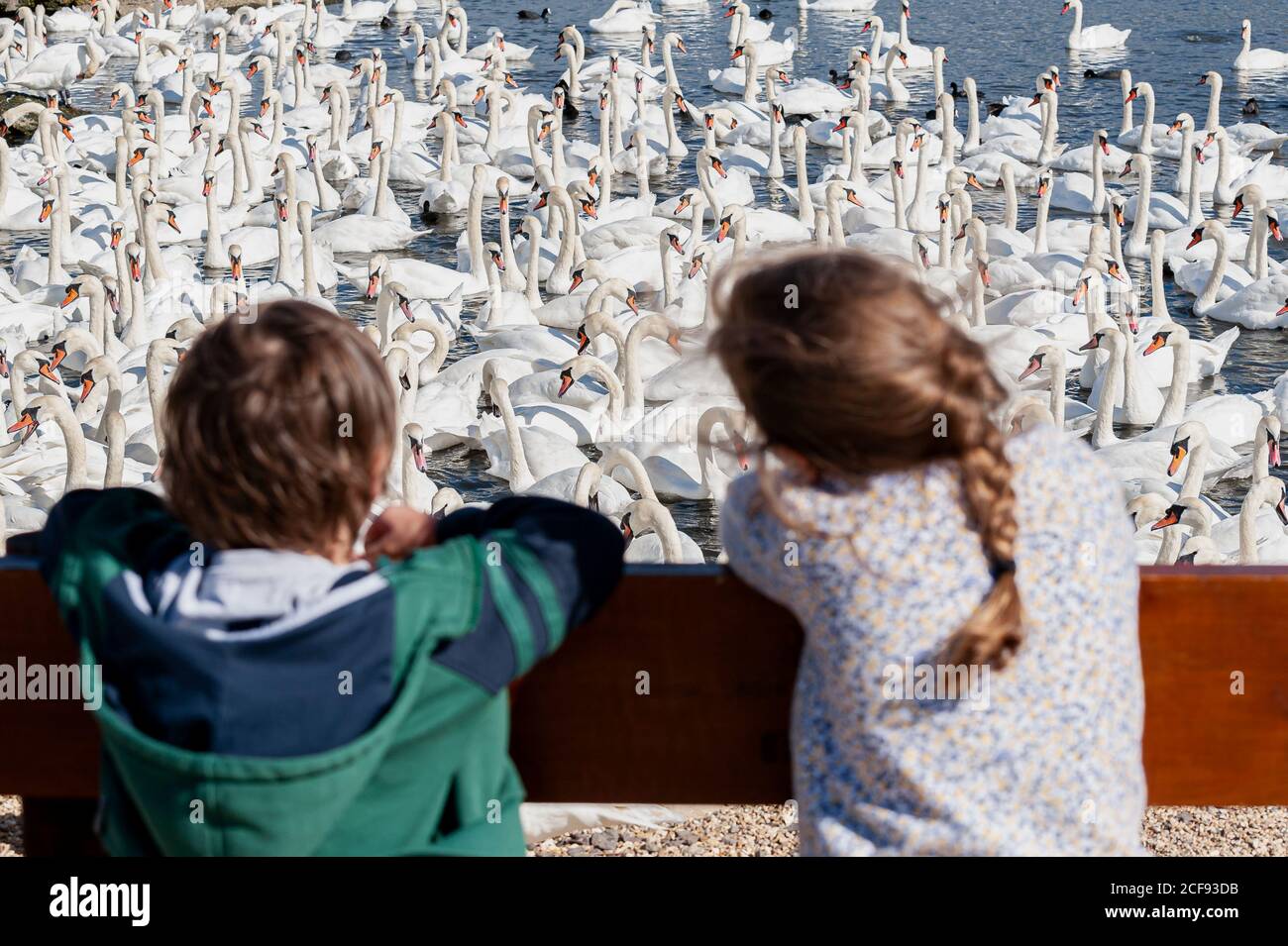 Children admire a huge flock of mute swans gather on lake. Cygnus olor ...
