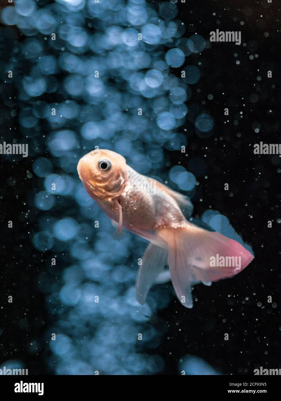 Close up beautiful tropical fish swimming in transparent water of home ...
