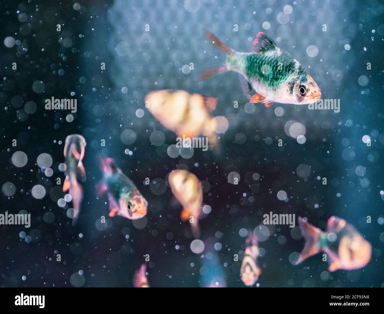 Close up beautiful tropical fish swimming in transparent water of home ...