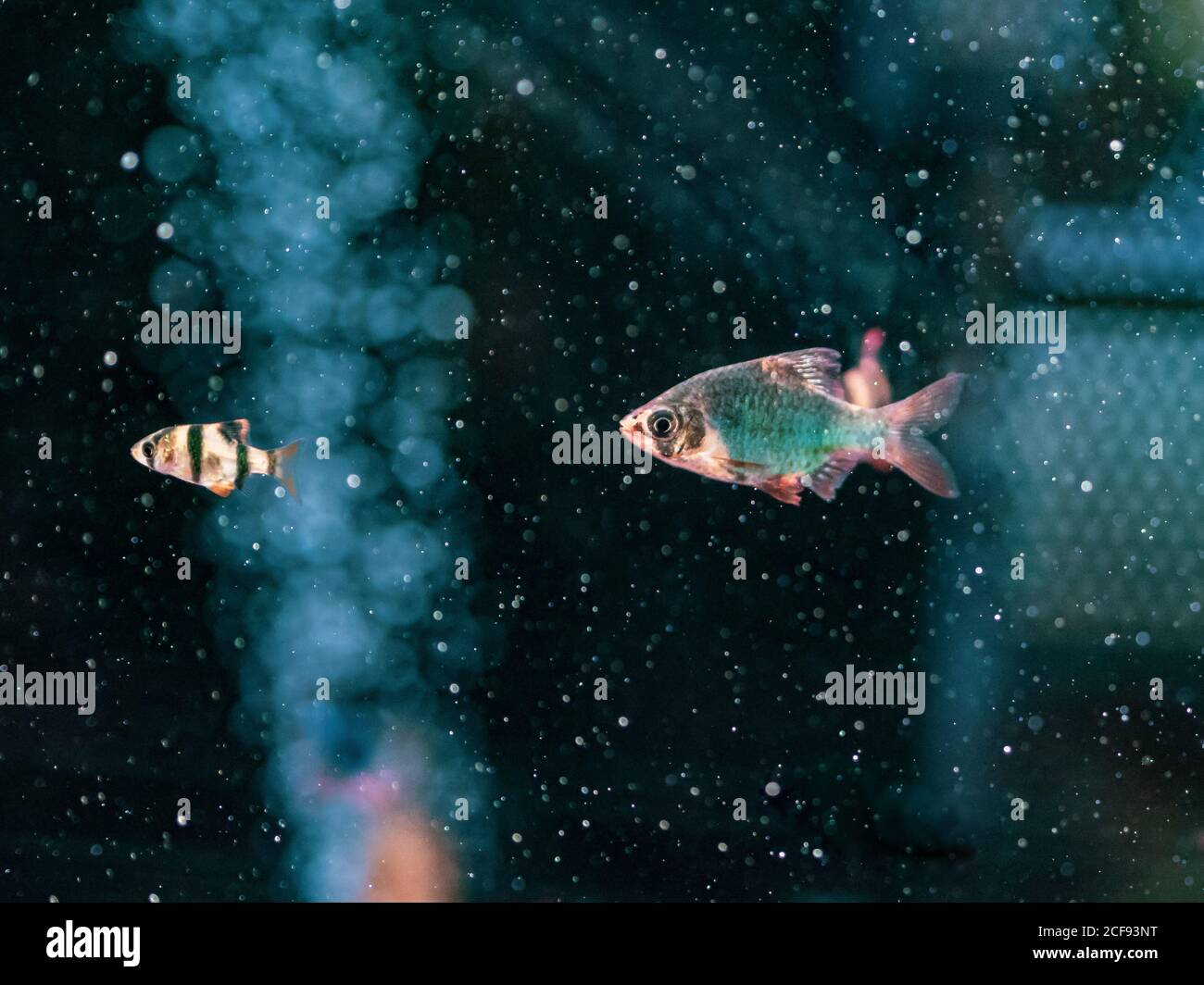Close up beautiful tropical fish swimming in transparent water of home ...