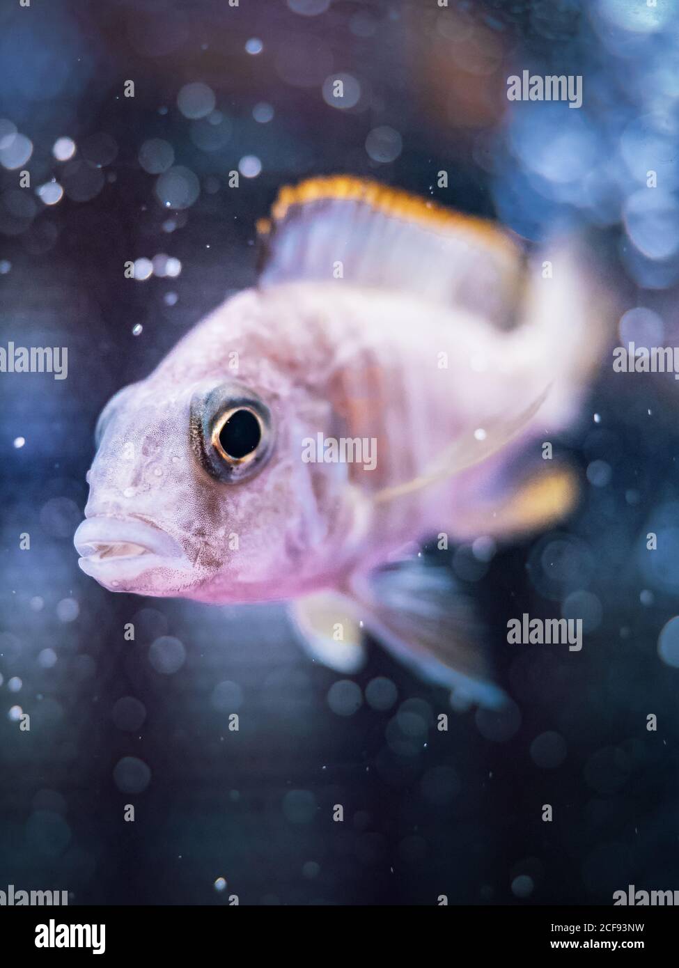 Close up beautiful tropical fish swimming in transparent water of home ...