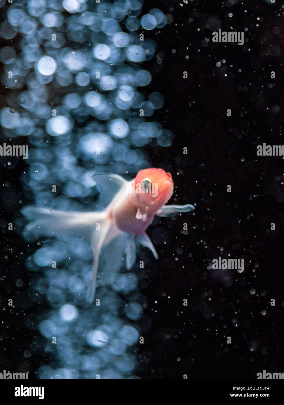 Beautiful tropical fish swimming in hi-res stock photography and images ...