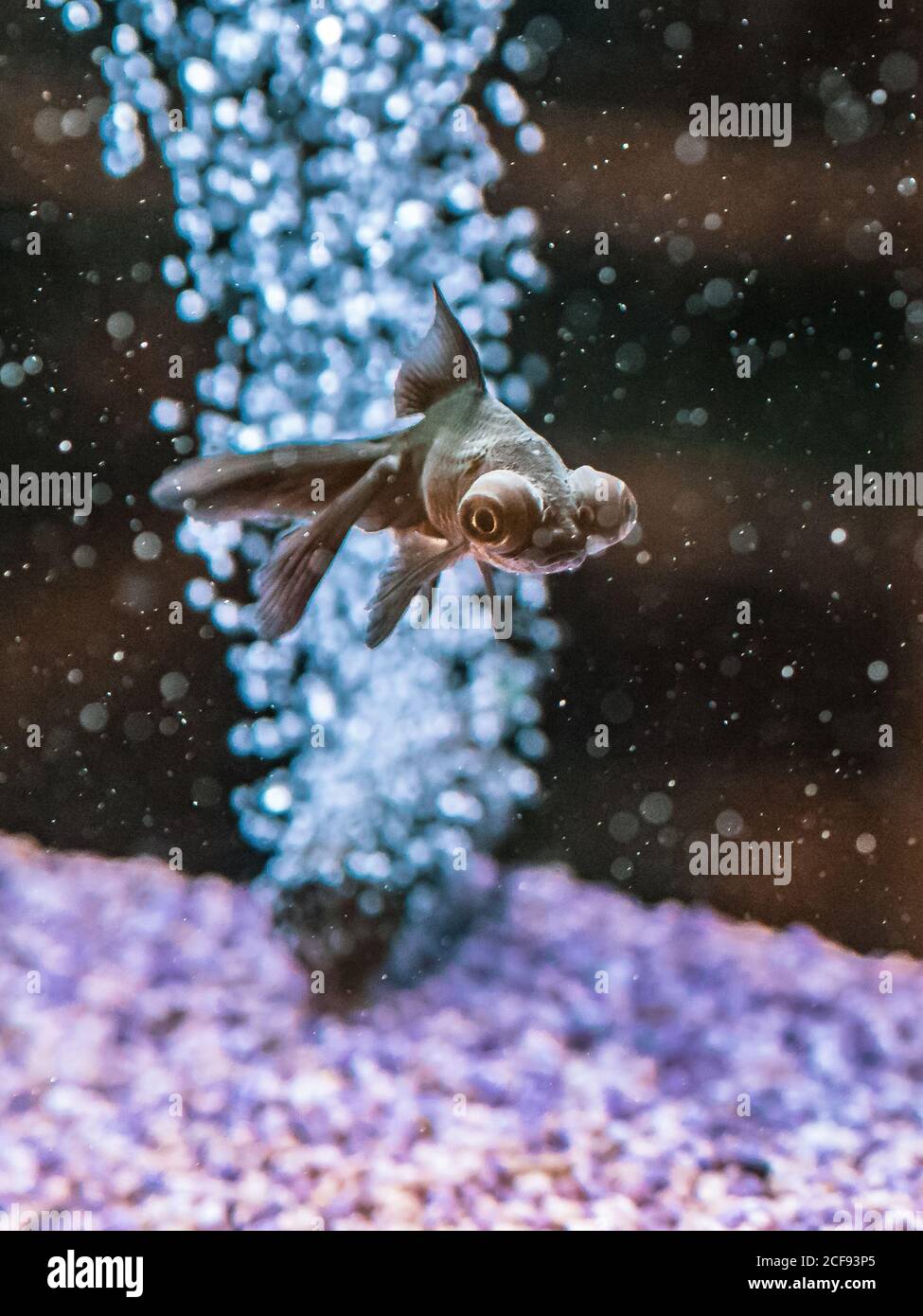 Close up beautiful tropical fish swimming in transparent water of home ...