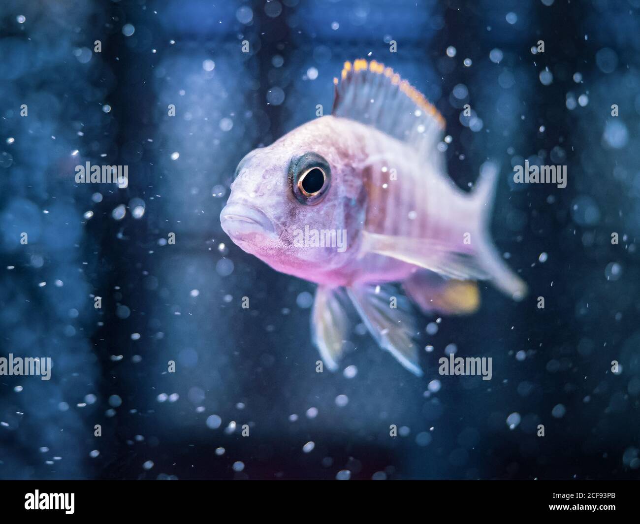 Close up beautiful tropical fish swimming in transparent water of home ...