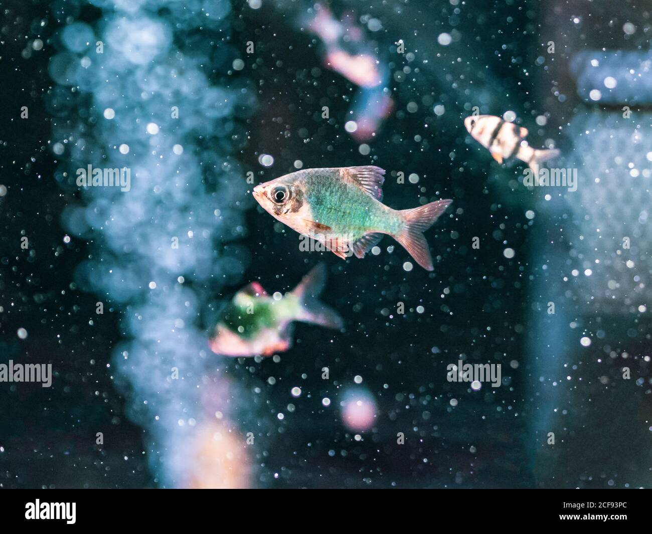 Tropical Fish Species High Resolution Stock Photography and Images - Alamy