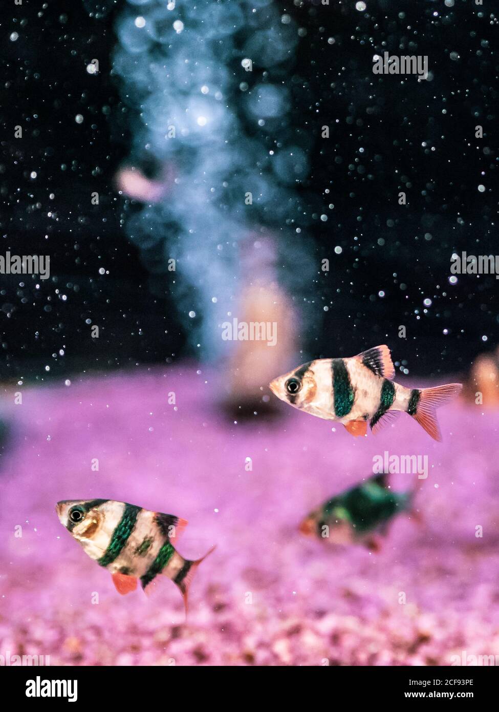 Close up beautiful tropical fish swimming in transparent water of home ...