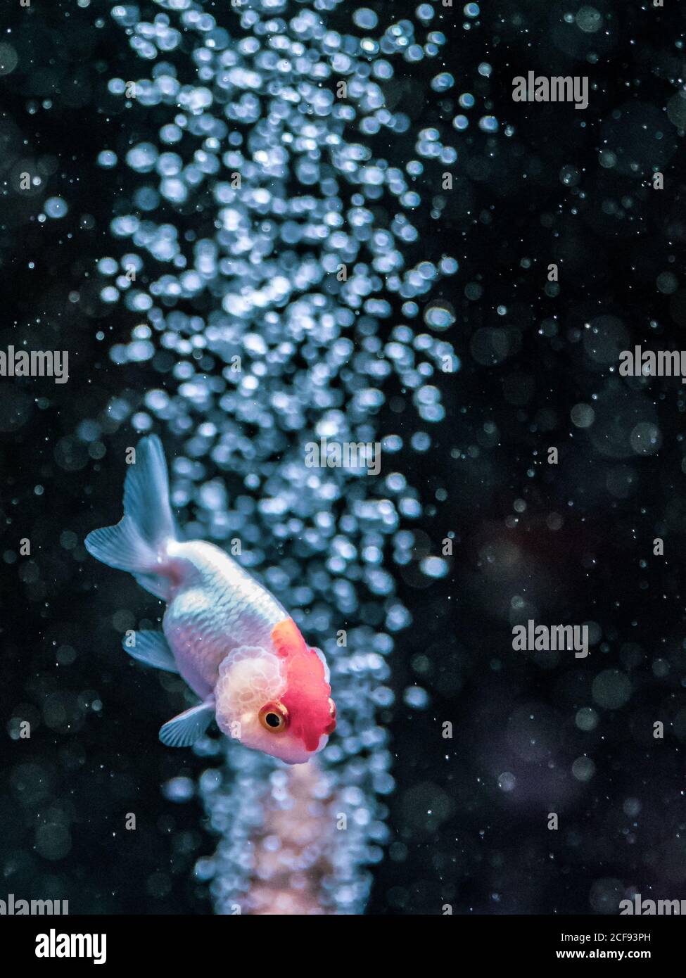 Close up beautiful tropical fish swimming in transparent water of home ...