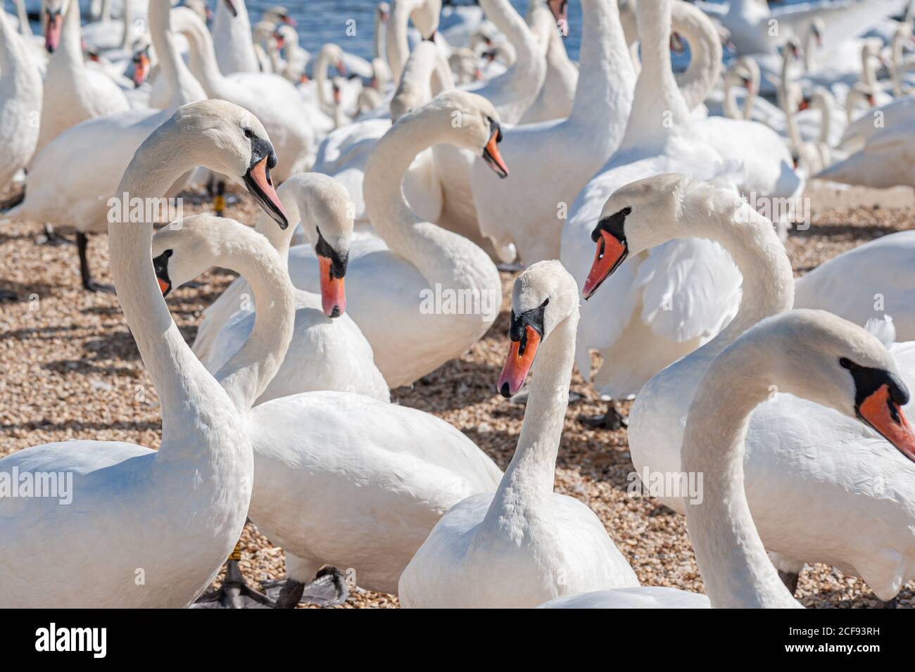 Huge gathering of wild birds hi-res stock photography and images - Alamy