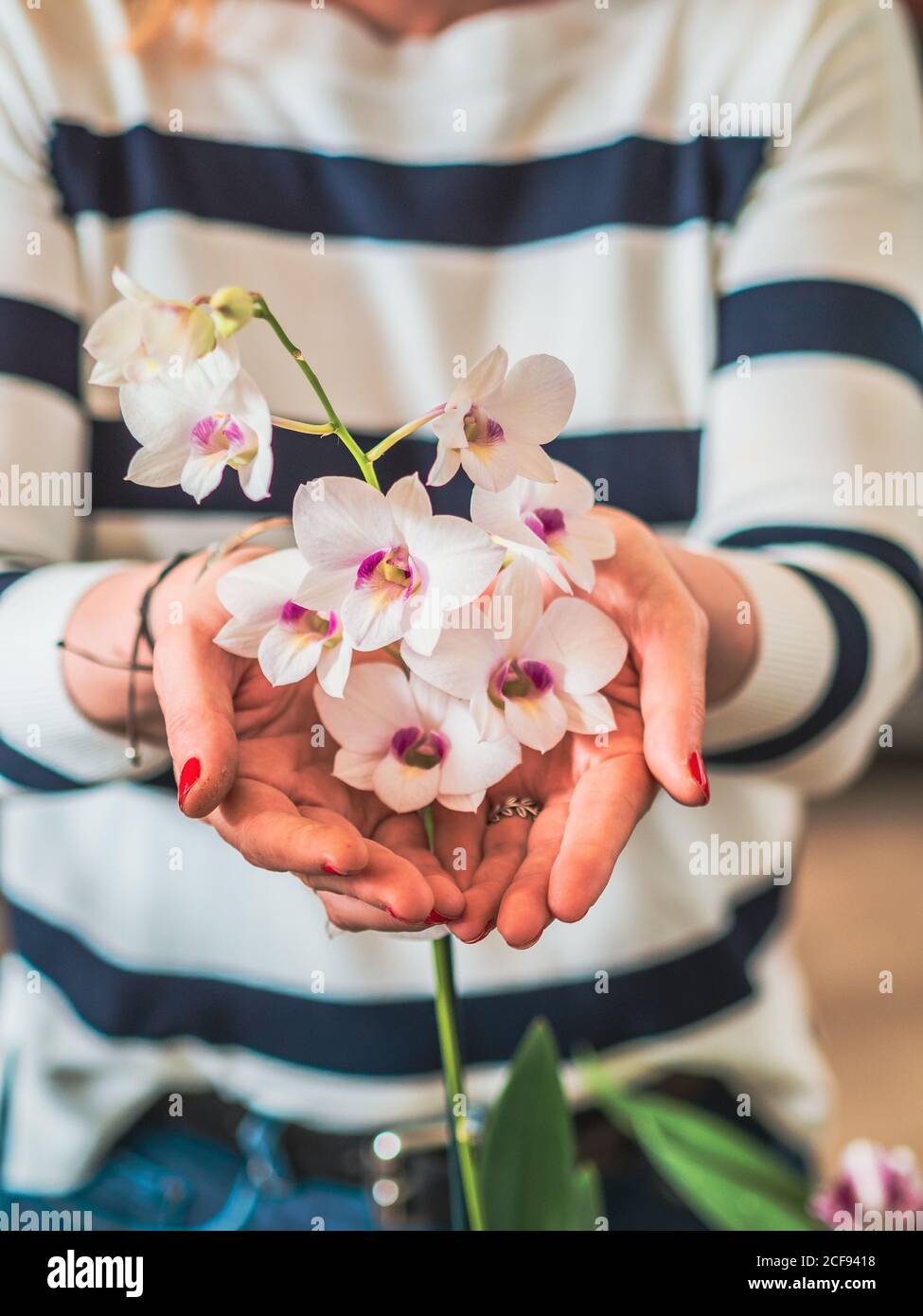 Female with beautiful orchid in hands Stock Photo - Alamy