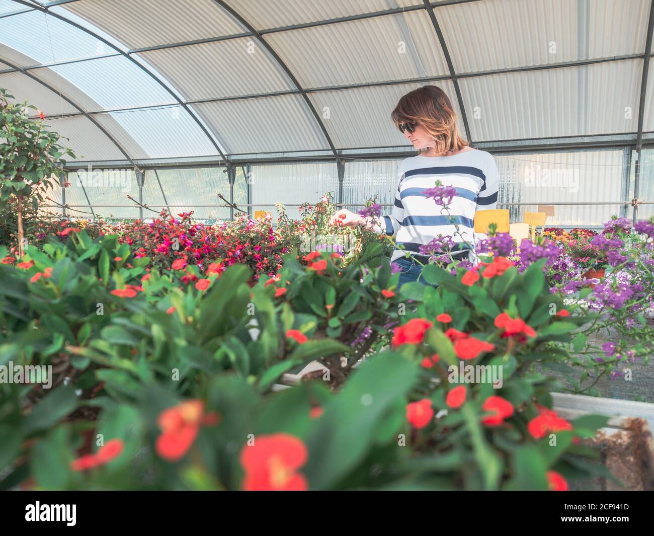 Person studying flowers hi-res stock photography and images - Alamy