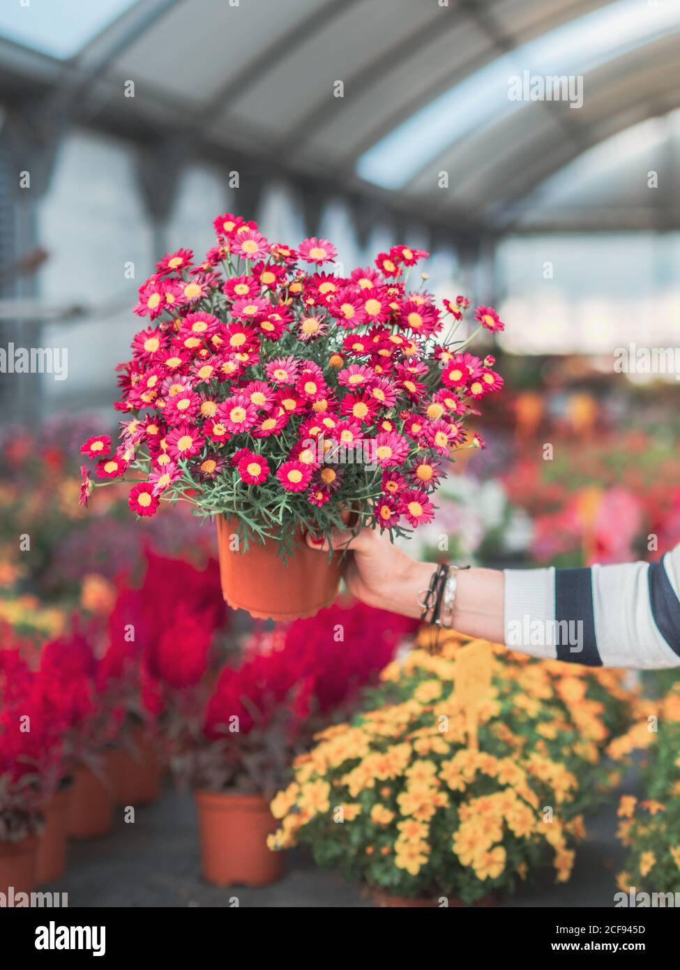 The female bunch hi-res stock photography and images - Alamy