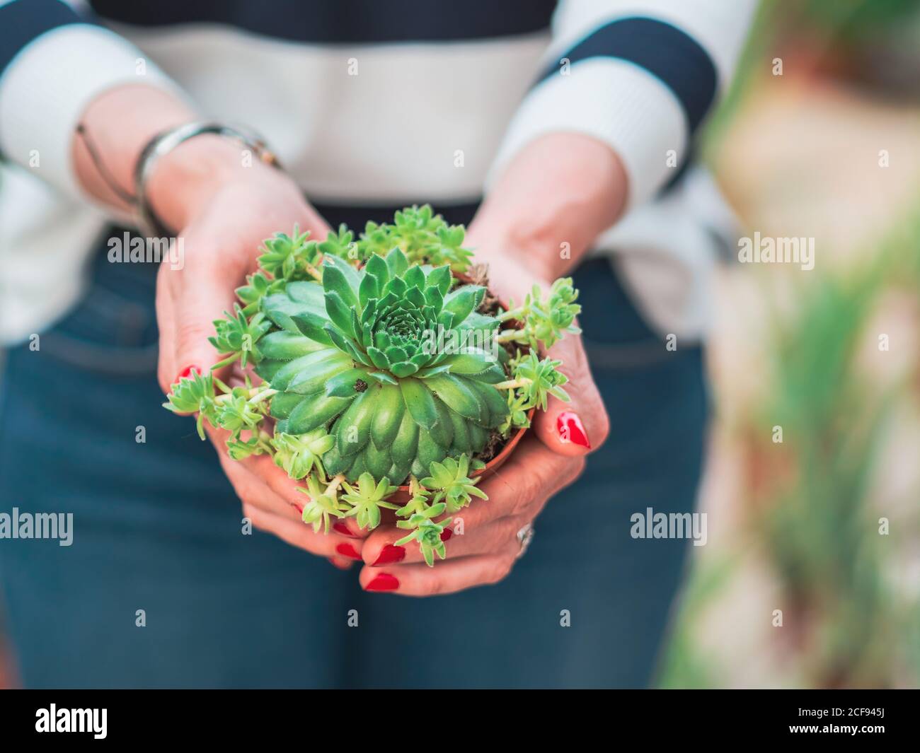 Female holding beautiful small cactus plant Stock Photo - Alamy