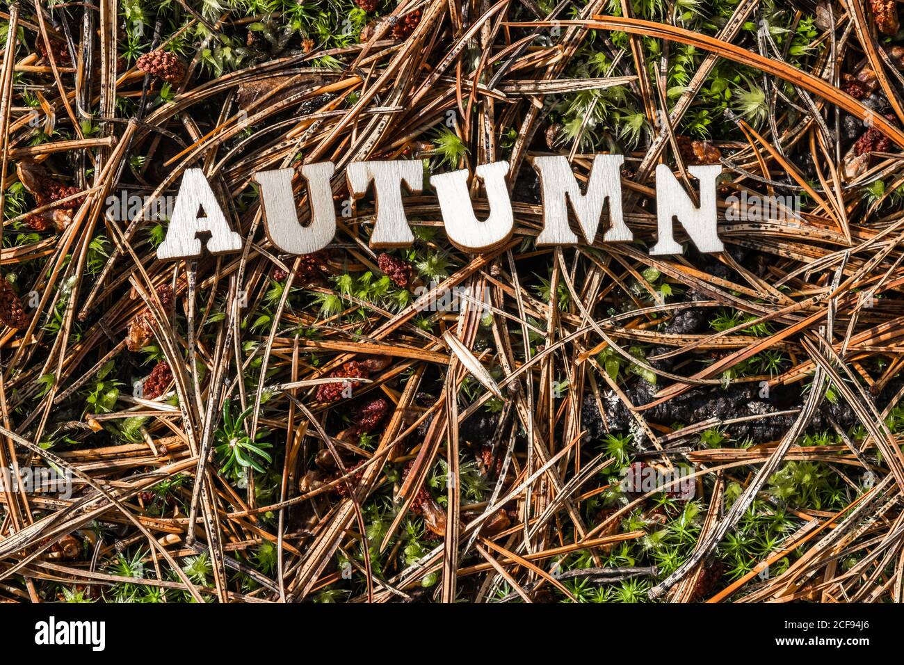 Word forest hi-res stock photography and images - Alamy