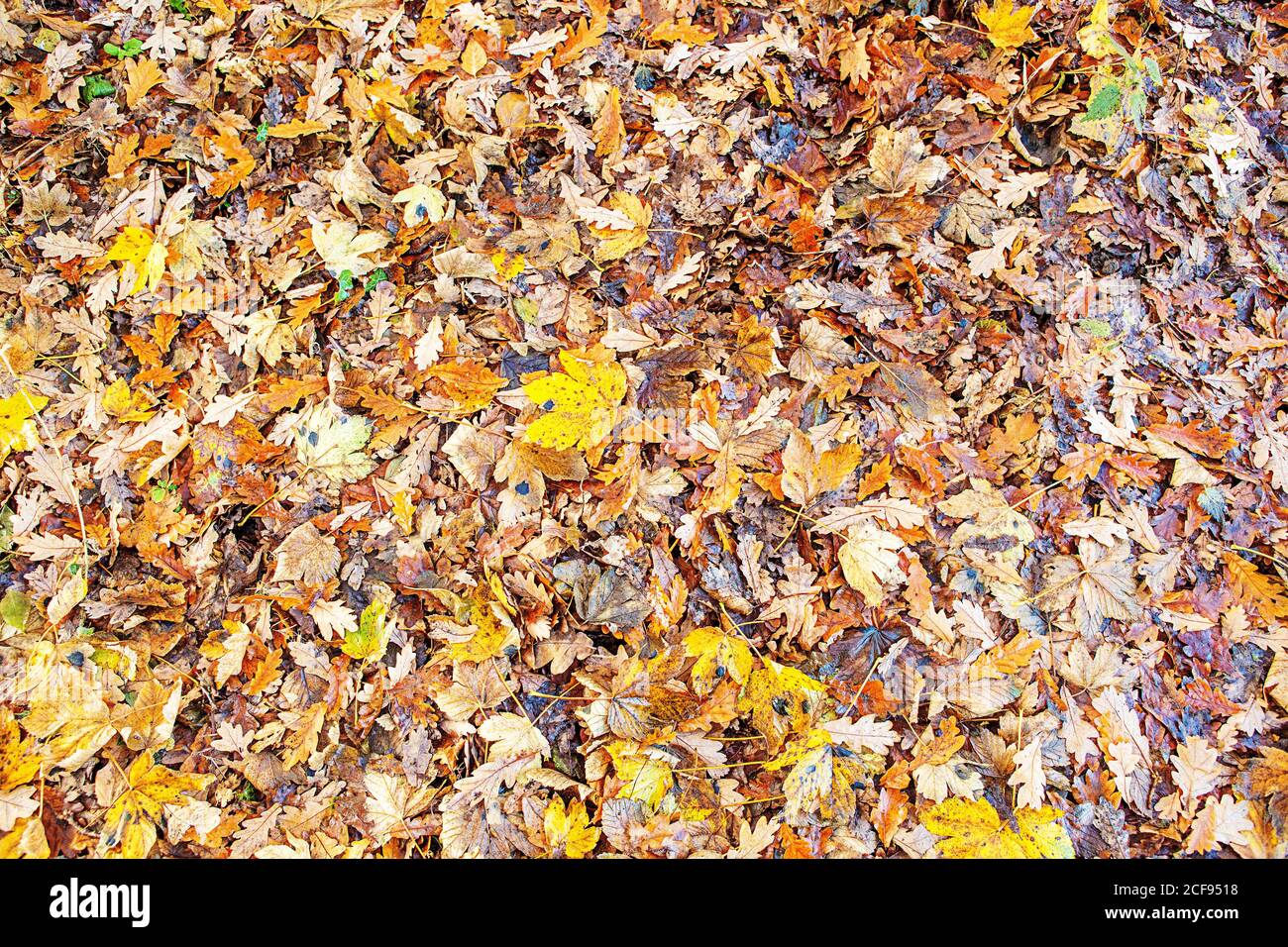 Colour spots on leaves hi-res stock photography and images - Alamy