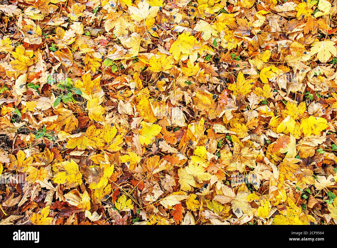 Autumn Leaves on Ground Stock Photo - Alamy