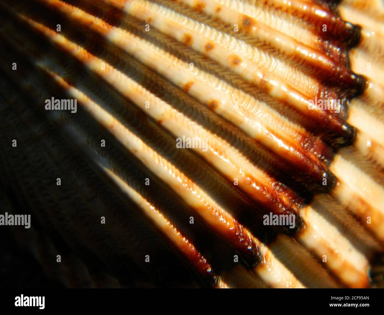 Close up of a seashell texture Stock Photo - Alamy