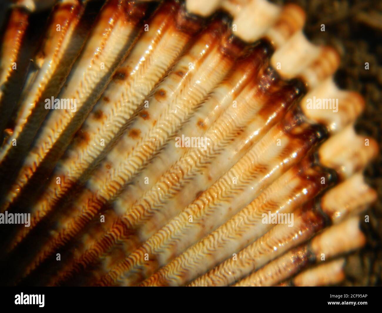 Close up of a seashell texture Stock Photo - Alamy
