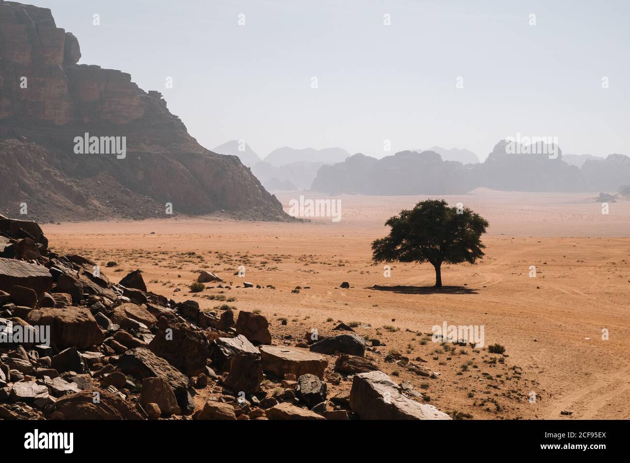 Wadi rum tree hi-res stock photography and images - Alamy