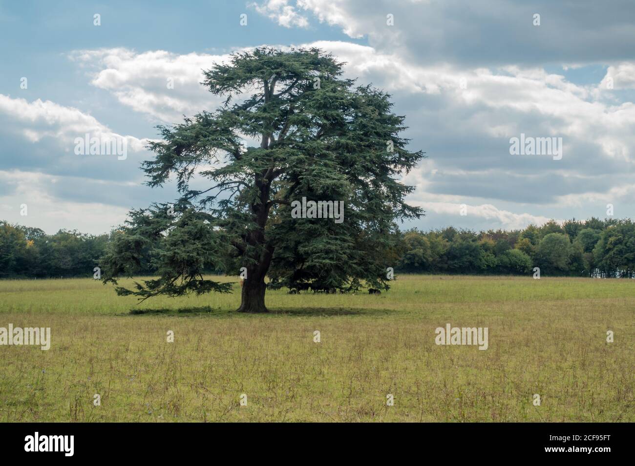Cedar tree england hi-res stock photography and images - Alamy