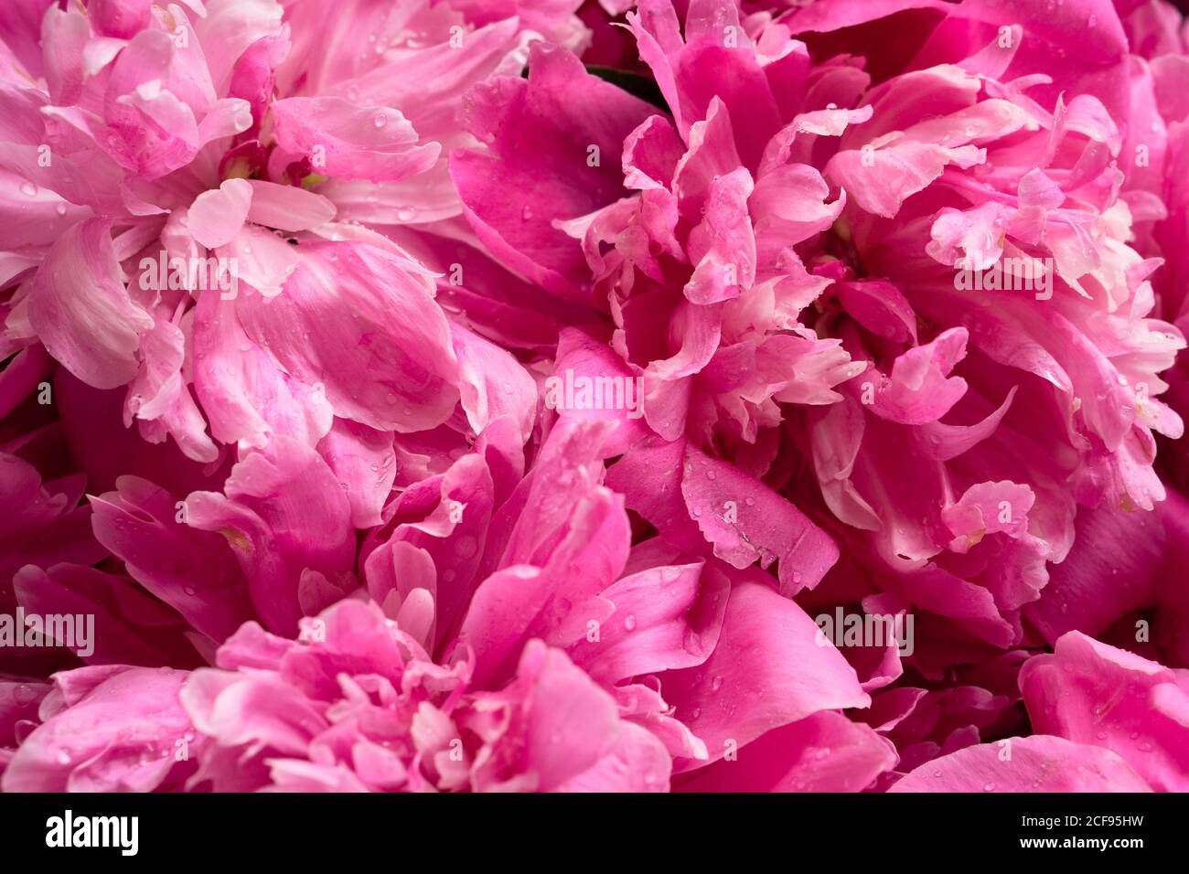 pink pion blooming flowers brunch in garden with copy space in minimal ...