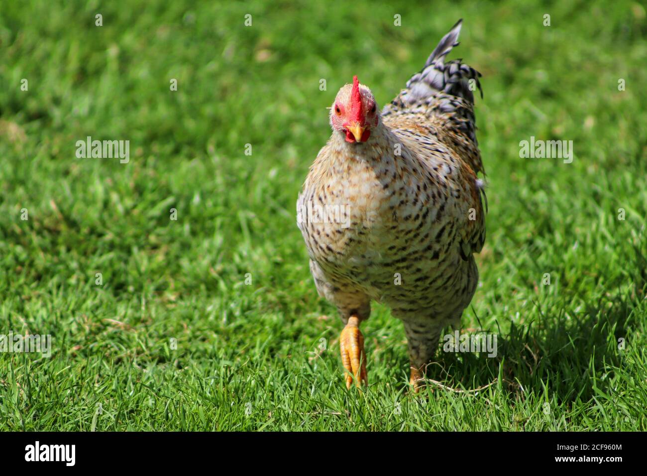 Chicken walking on the grass Stock Photo - Alamy