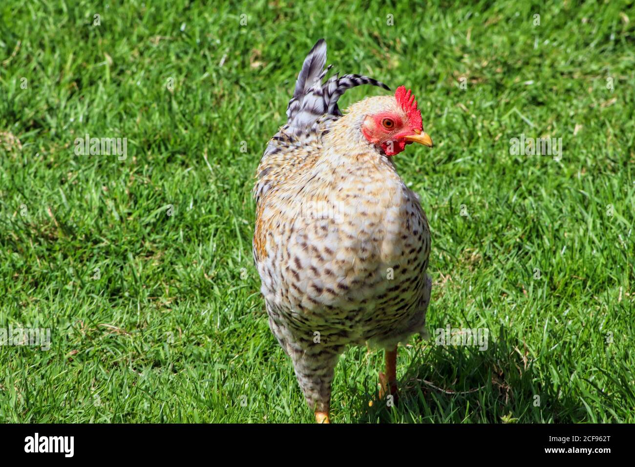 Chicken walking on the grass Stock Photo - Alamy