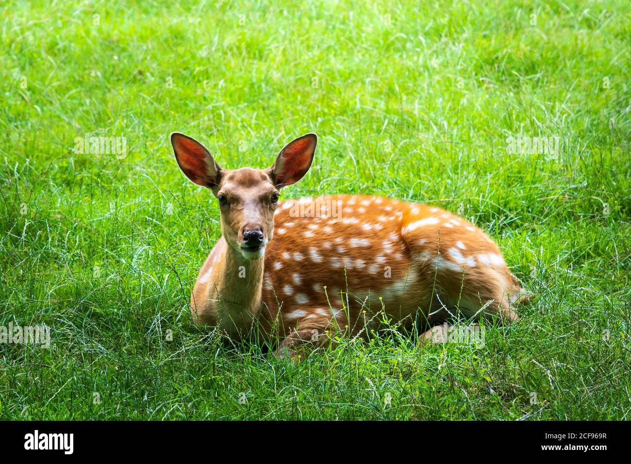 Roe deer lying in green field. Wildlife background Stock Photo - Alamy