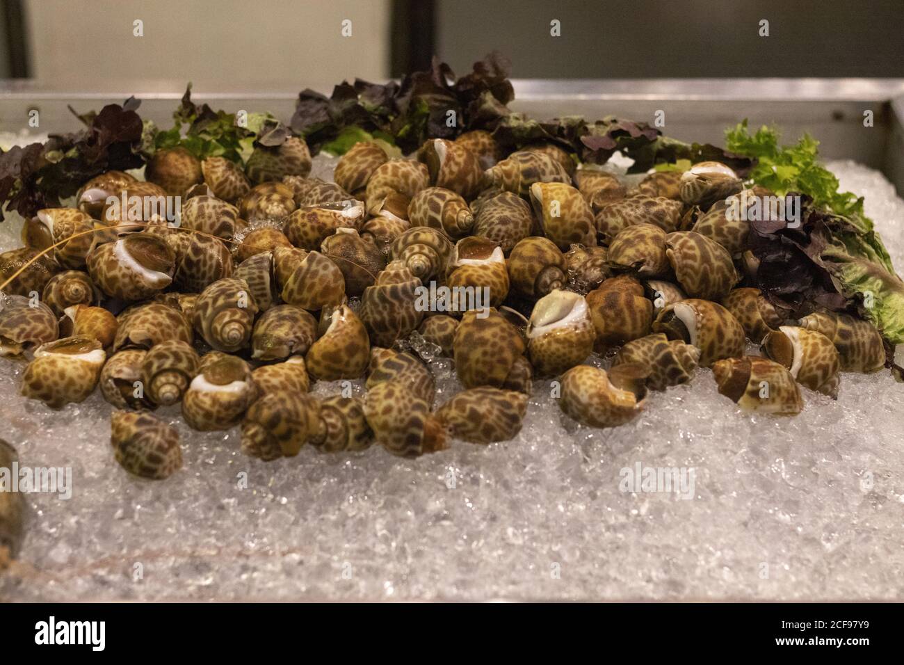 Pile of fresh spotted snails at a seafood market Stock Photo - Alamy